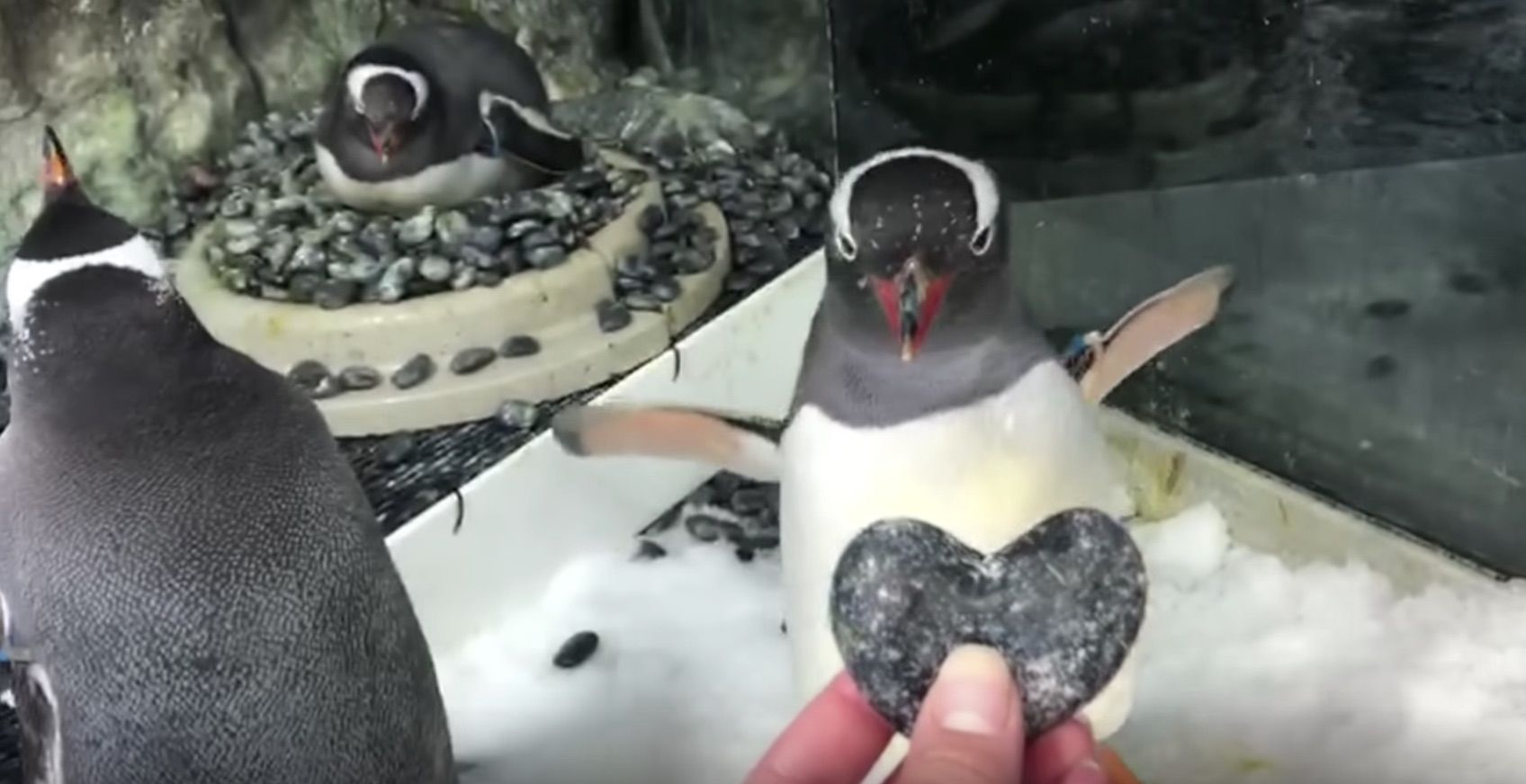 Meet Sphen and Magic, the Same-Sex Penguin Couple Raising an Egg in ...