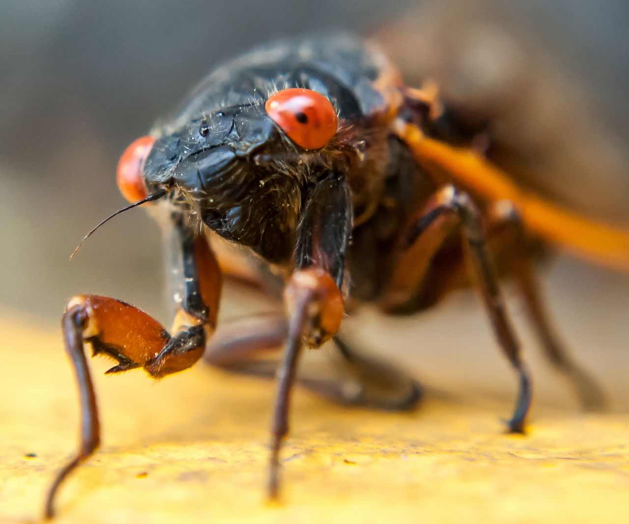 How to repel cicadas and keep your plants safe | Homes and Gardens