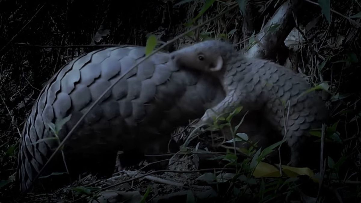 Pangolin courtship ritual and birth of a 'pangopup' captured in ...