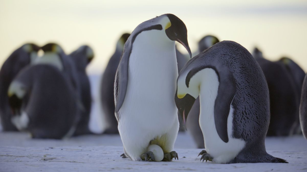 Secrets of the Penguins: release date, episode guide, more | What to Watch