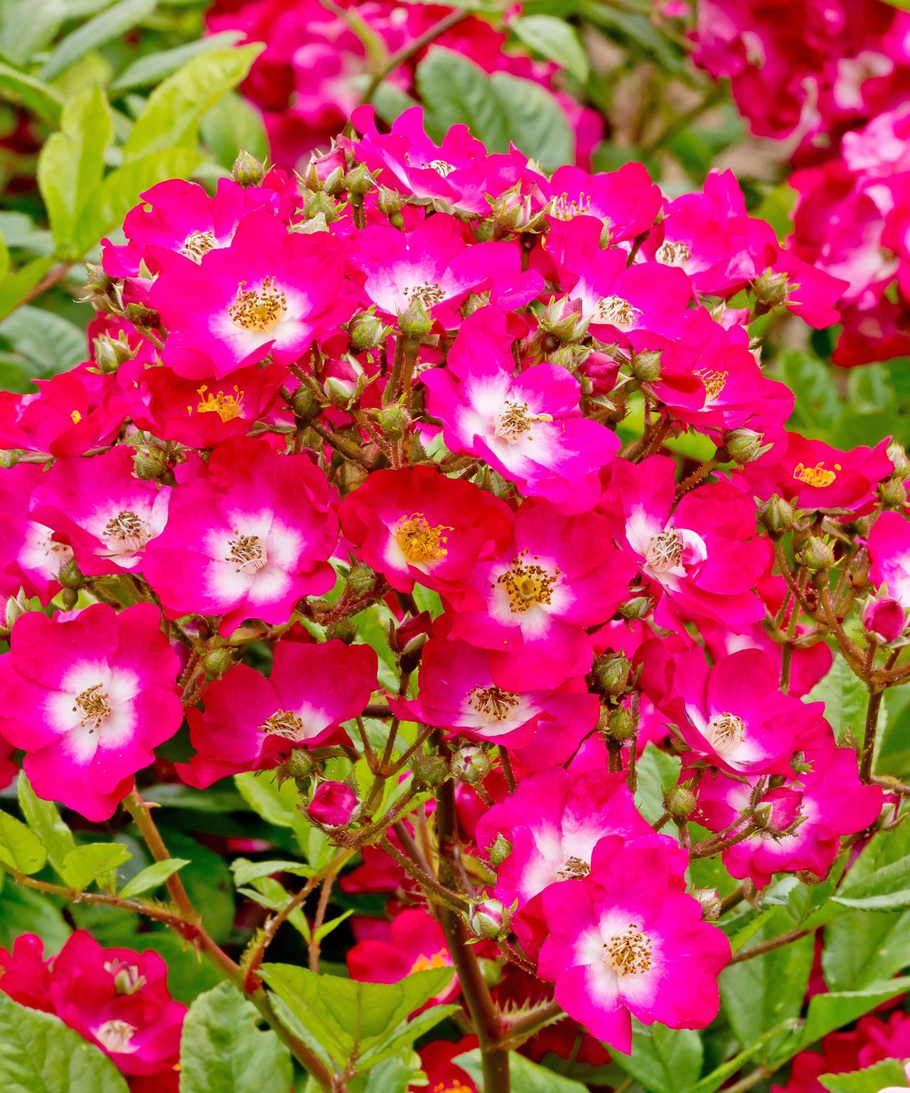 12 Best Shrub Roses For Abundant Blooms In Every Garden | Gardening ...