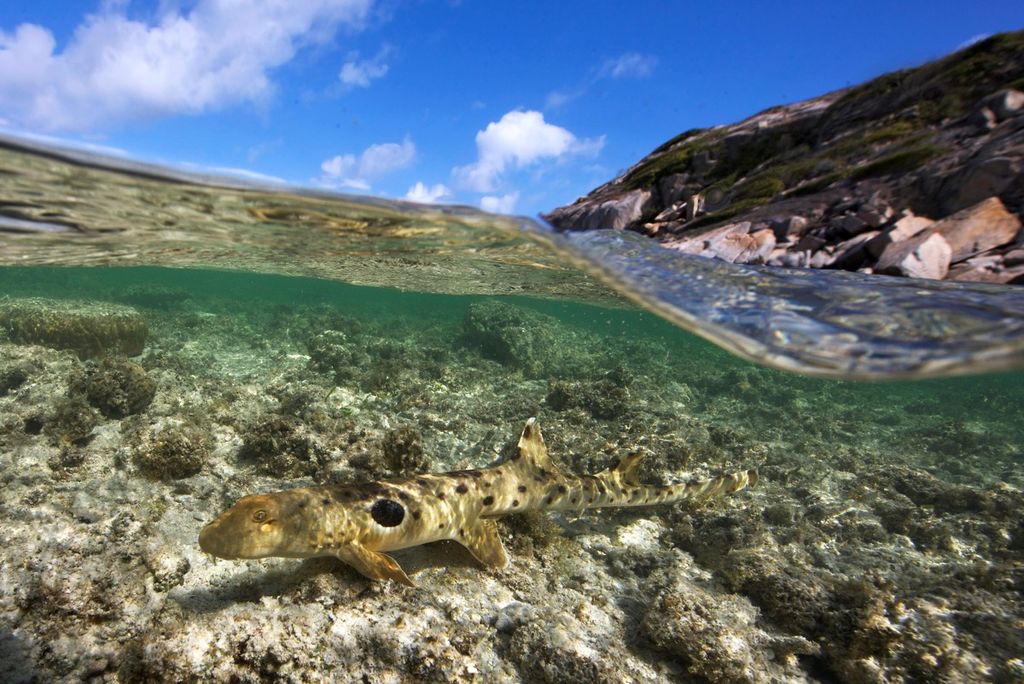 Ever Seen a Shark Walk? Tiny Animals Amaze on PBS | Live Science