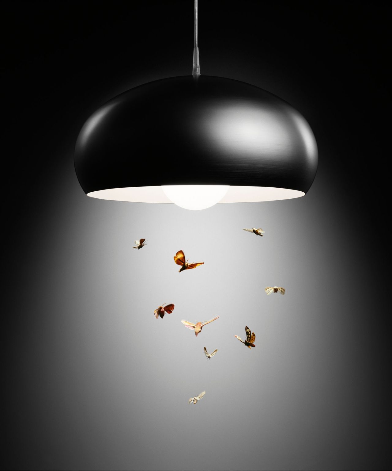 7 signs you have moths in your home: how to avoid damage | Homes and ...