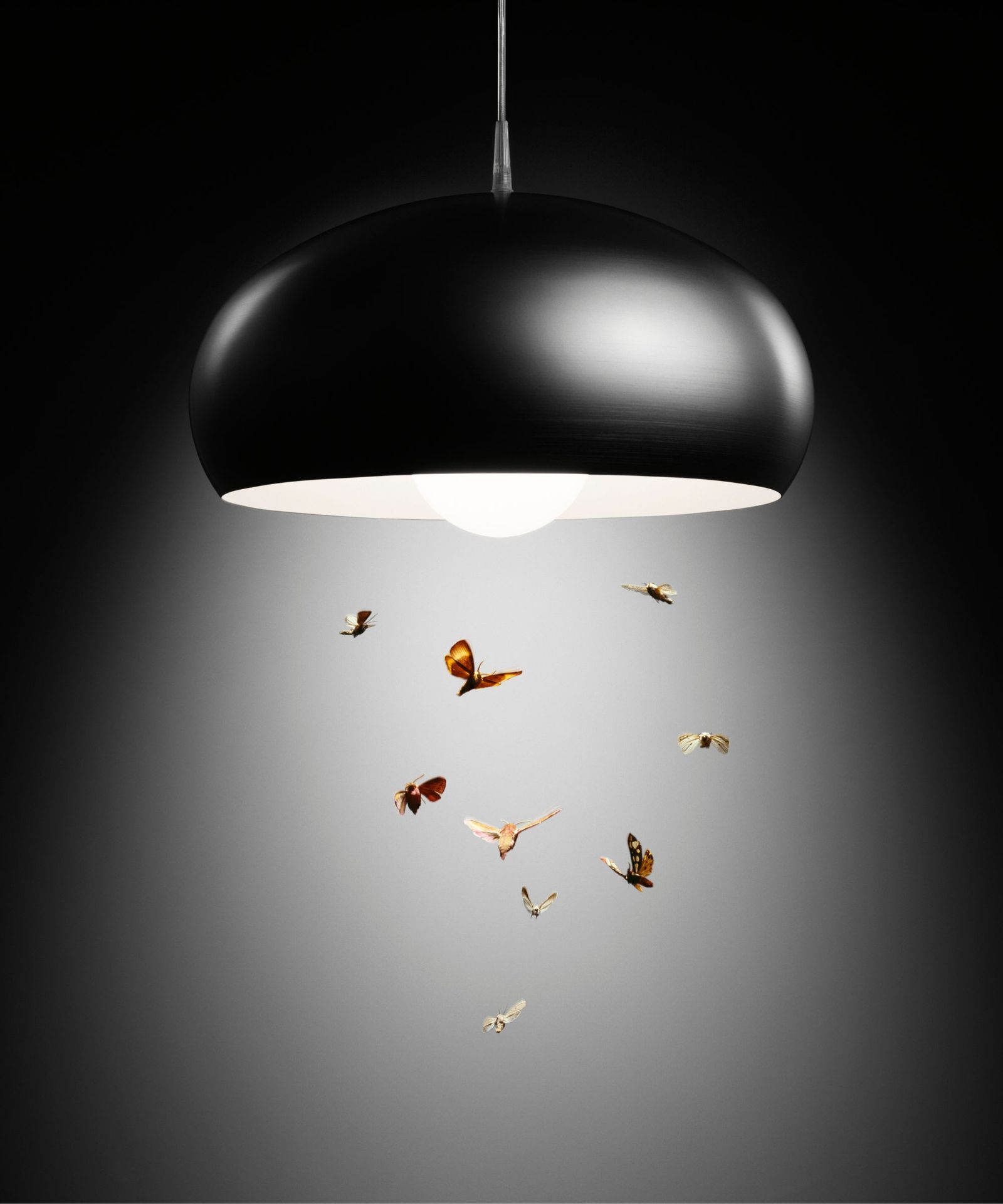 7 signs you have moths in your home: how to avoid damage | Homes and ...