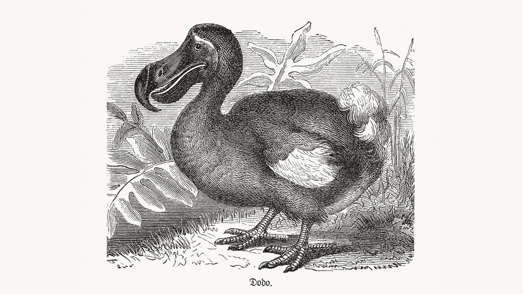 Facts about the dodo | Live Science