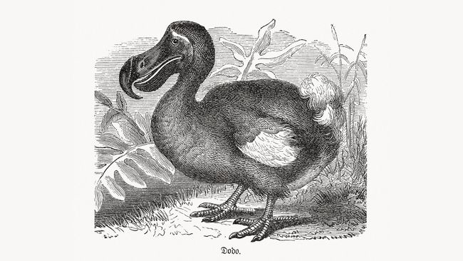 Facts about the dodo | Live Science