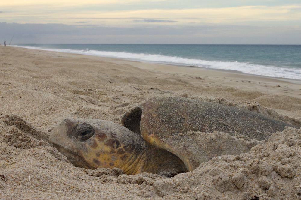 Sea Turtles Use Earth's Magnetic Field to Find Home | Live Science