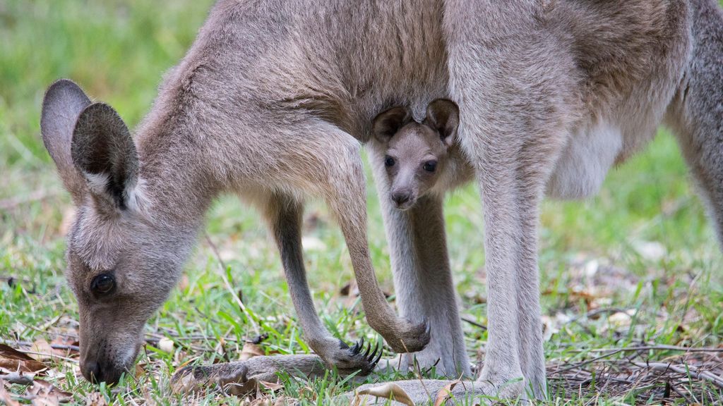 Why do kangaroos have 3 vaginas? | Live Science
