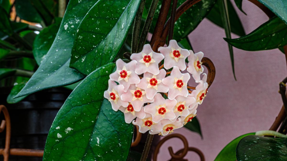 7 indoor plants to avoid if you have allergies | Tom's Guide