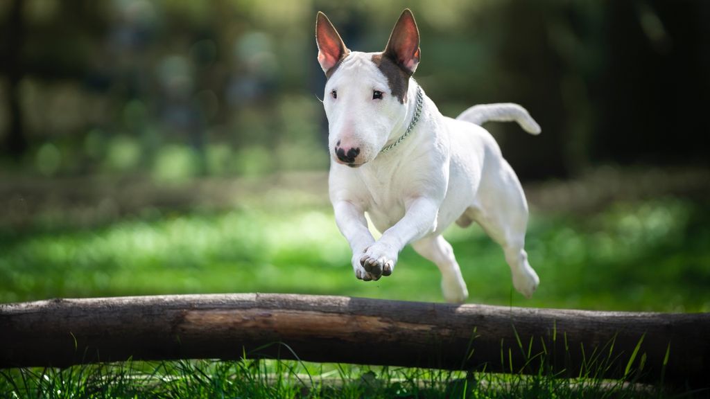 Bull Terriers: Breed profile and information | PetsRadar