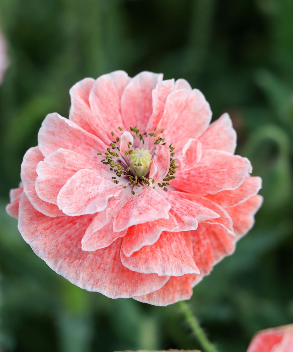 Type of poppies: 16 of the most beautiful annual varieties | Homes and ...