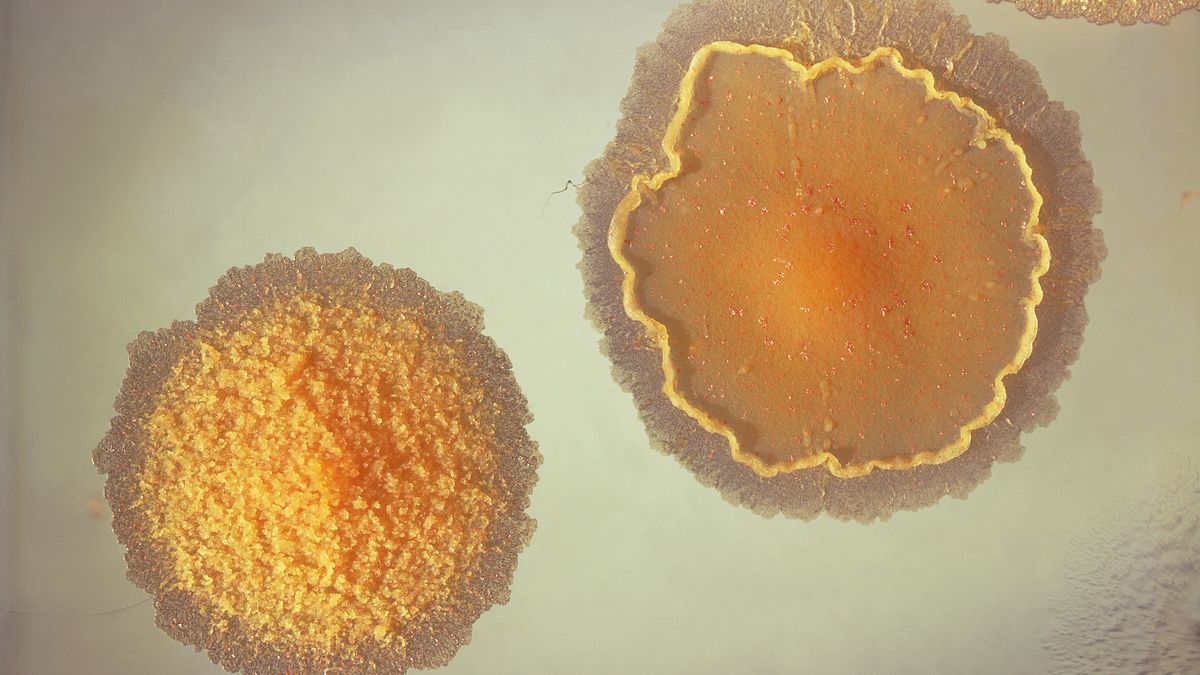 32 diseases you can catch from animals | Live Science