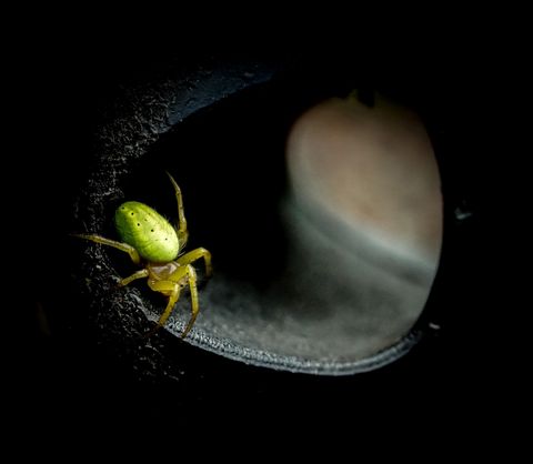 Stunning image of spider scoops Scottish Nature Photography Awards 2022 ...
