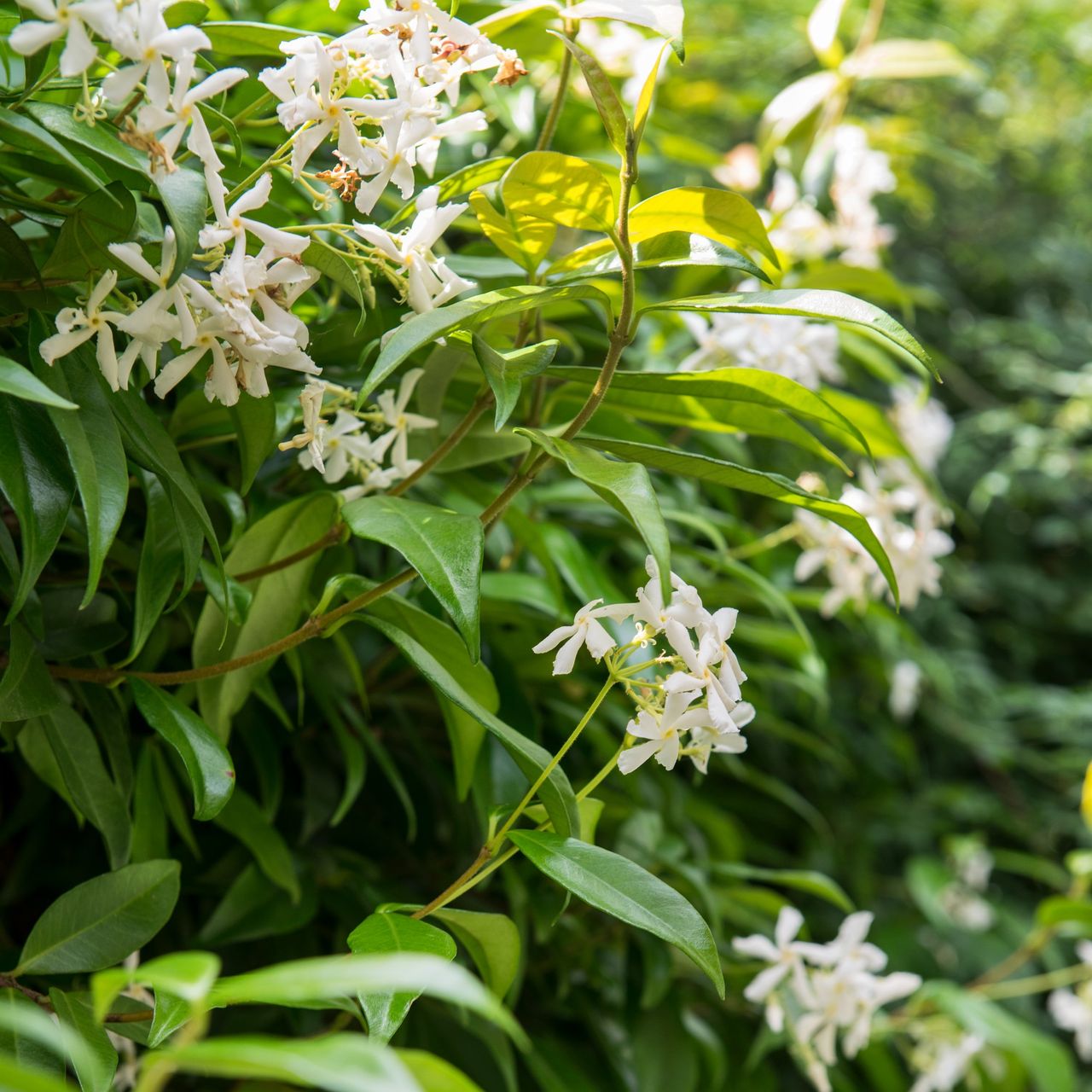 How to recreate this star jasmine arch I found in Italy | Ideal Home