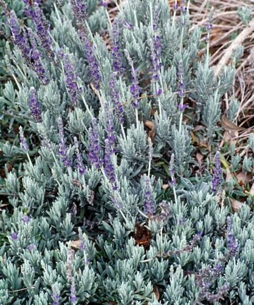 Best lavender varieties: 14 fragrant picks for every garden | Homes and ...