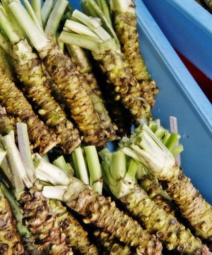 How to grow wasabi – expert tips for success | Homes and Gardens