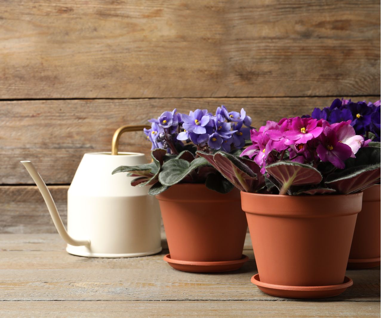 Why are my African violet leaves drooping: 5 common causes | Homes and ...