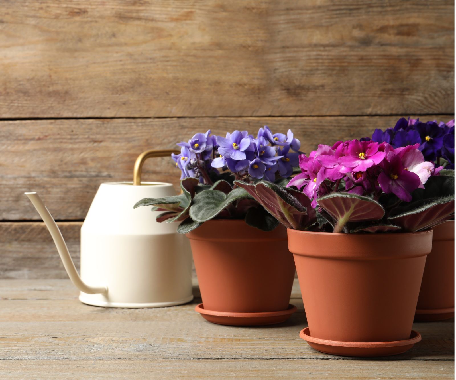 Why are my African violet leaves drooping: 5 common causes | Homes and ...