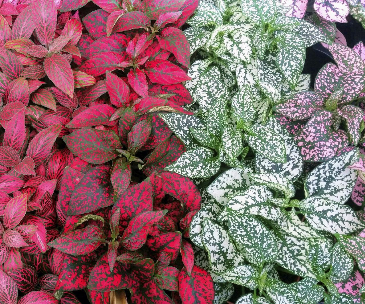 Fittonia care guide: 5 expert tips to keep them bright | Homes and Gardens