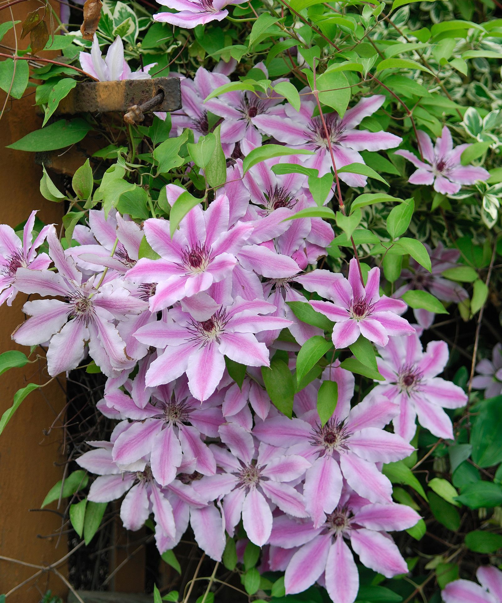 Part-shade perennials: 11 picks for your backyard | Homes and Gardens