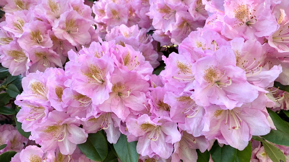 When to fertilize azaleas: expert tips for healthy plants | Homes and Gardens