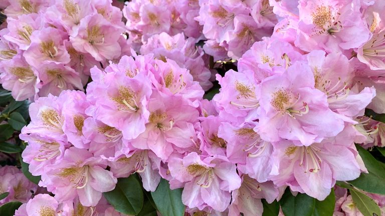 When to fertilize azaleas: expert tips for healthy plants | Homes and ...