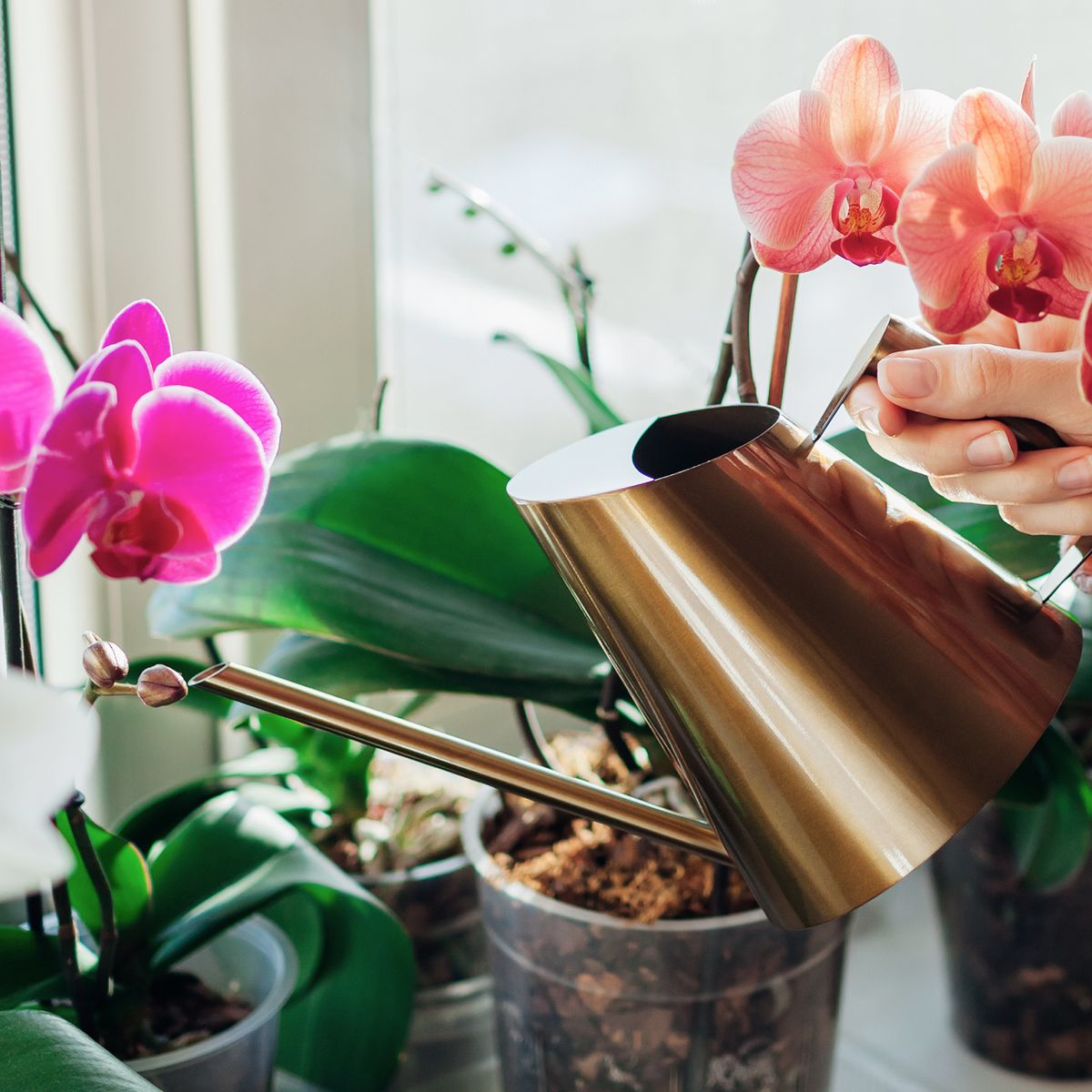 How Often To Water Orchids – The Definitive Guide | Gardening Know How