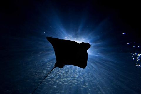 How a Passive Stingray Can Become Deadly | Live Science