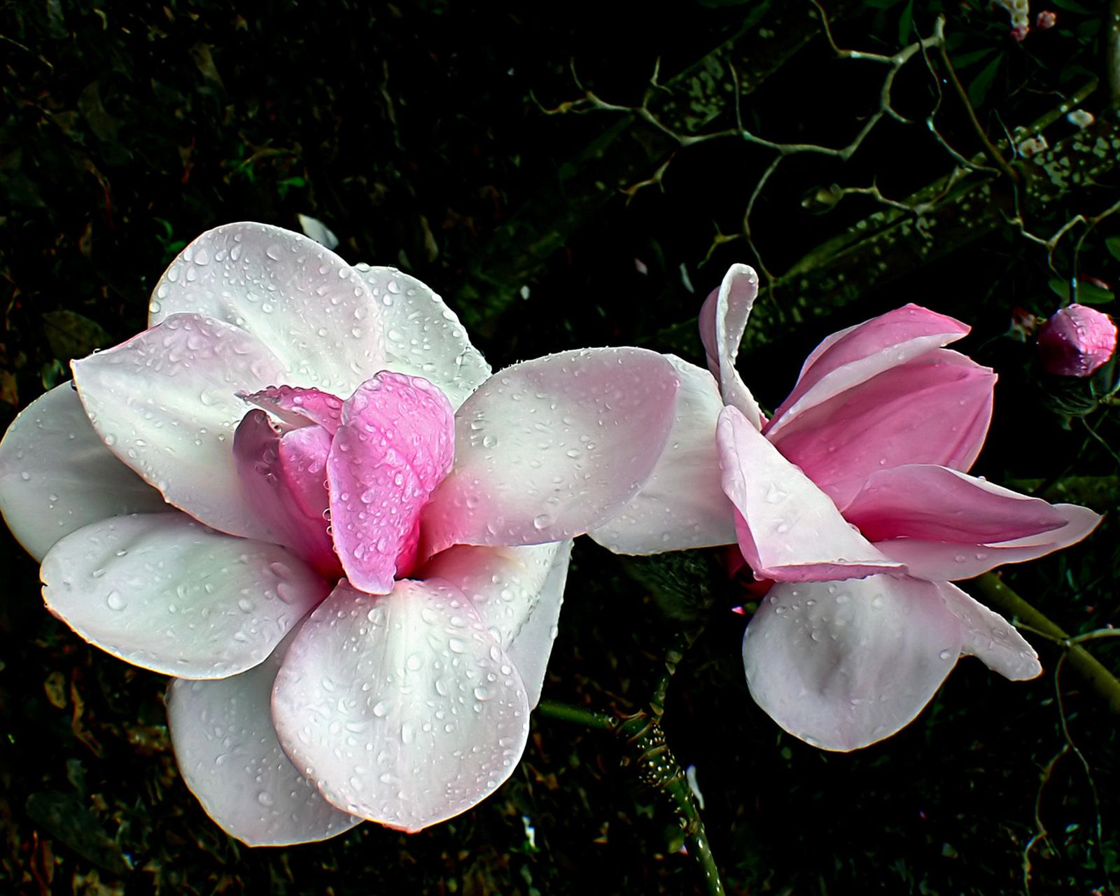 Pink magnolia trees: the top choices for every garden | Gardeningetc