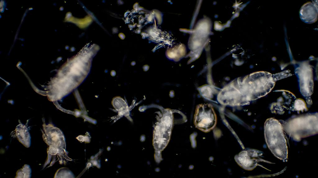 Bizarre, never-before-seen viruses discovered thriving throughout the ...