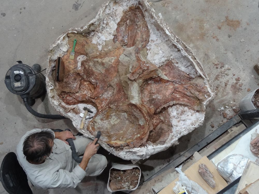 Titanosaur Photos: Meet the Largest Dinosaur on Record: Page 2 | Live ...