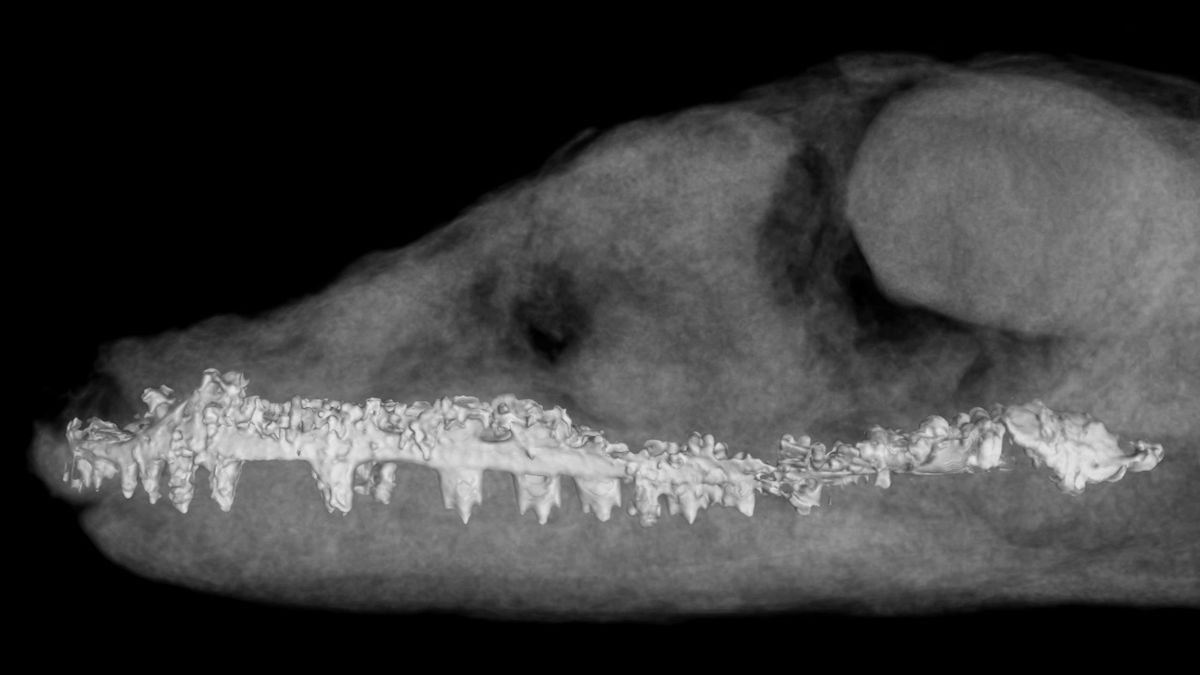 In Photos: Amber Preserves Cretaceous Lizards | Live Science