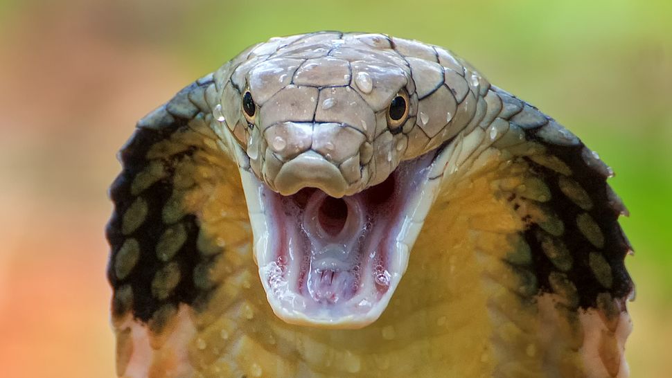 13 of the most venomous snakes on the planet | Live Science