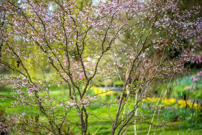Best flowering trees: 8 beautiful varieties to add color and interest ...