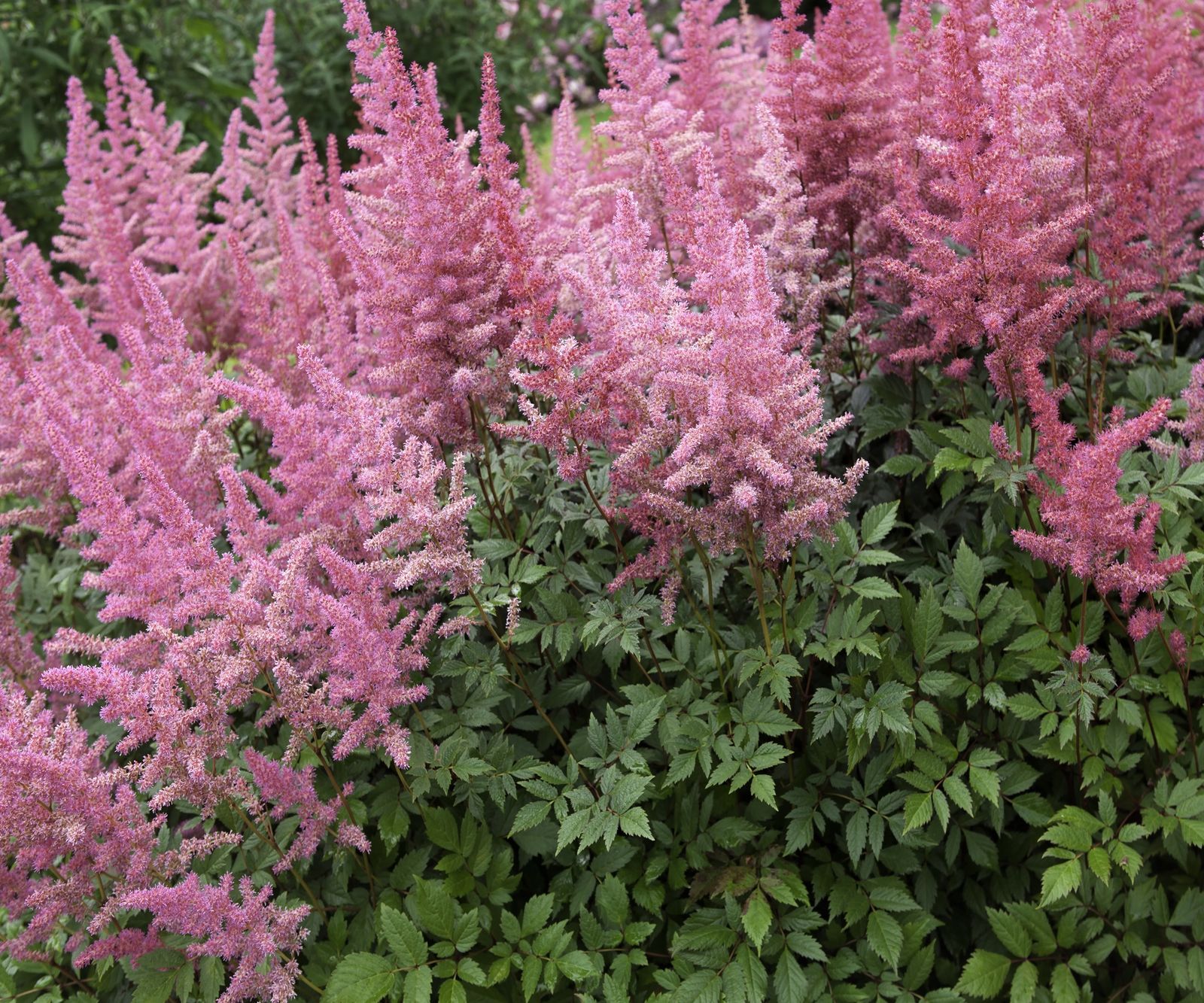 How to grow astilbe: a reliable, colorful shade perennial | Homes and ...