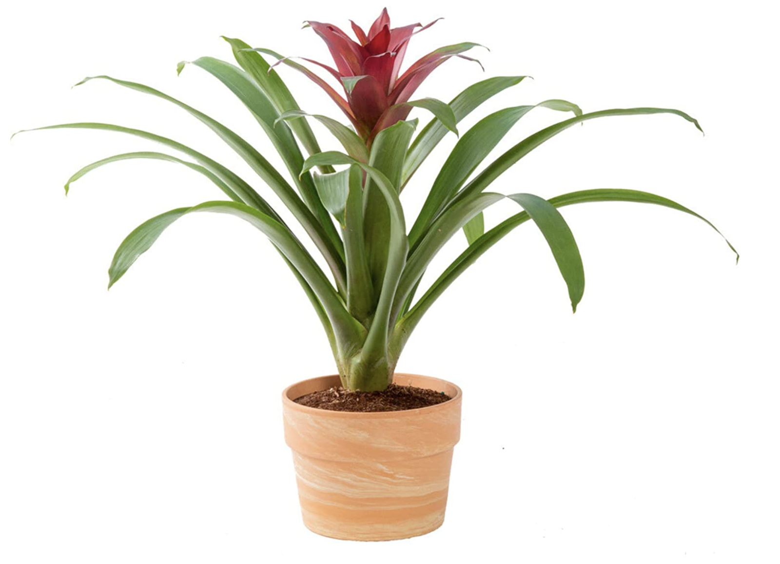 10 best indoor plants to add color chosen by garden experts | Livingetc