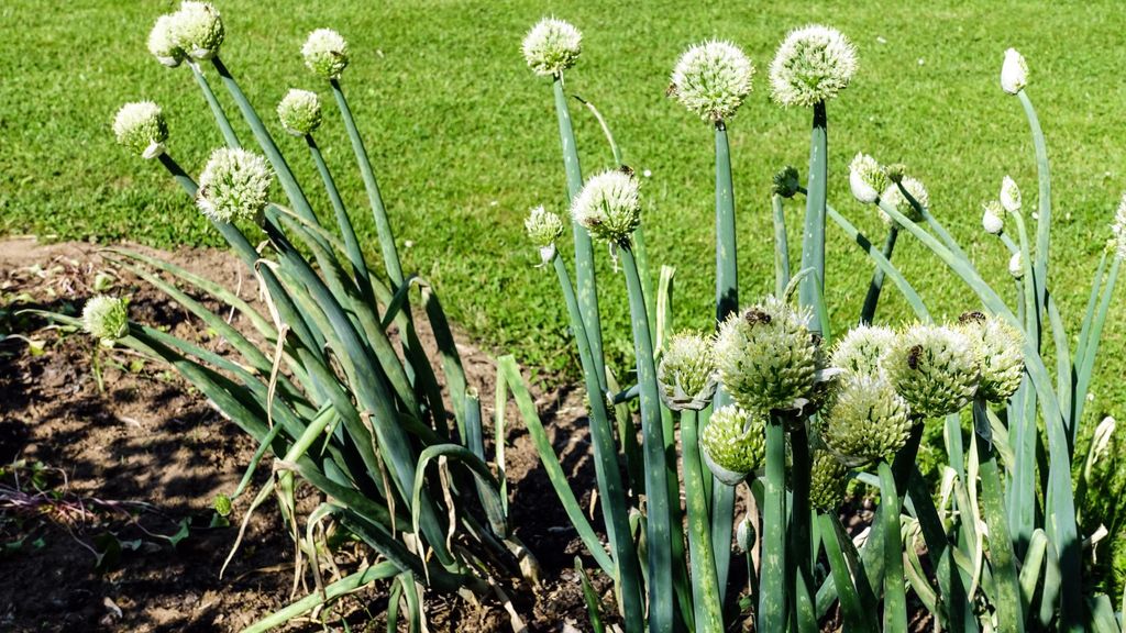 Perennial onions: the alternative to traditional onions | Homes and Gardens
