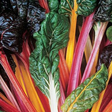 All about when to plant Swiss chard in a vegetable garden | Homes and ...