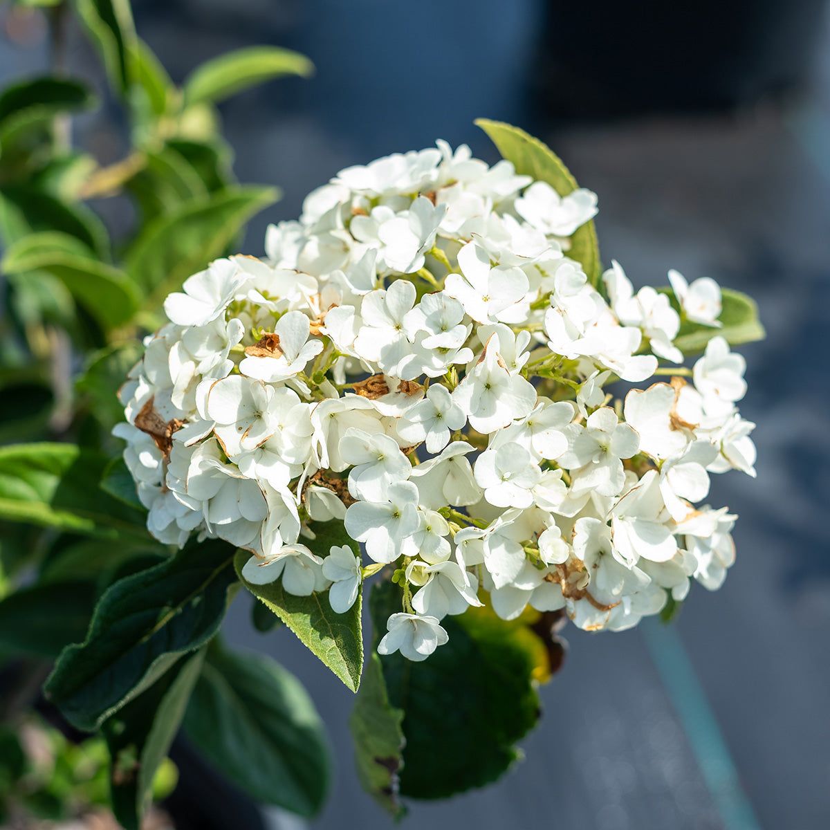 How and when to prune a snowball bush for beautiful blooms | Homes and ...