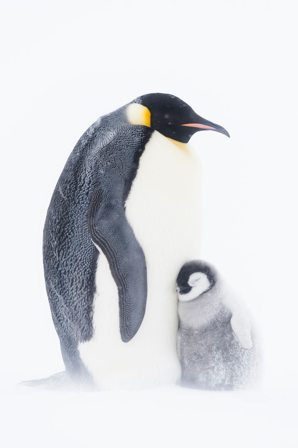 In Photos: The Emperor Penguin's Beautiful and Extreme Breeding Season ...