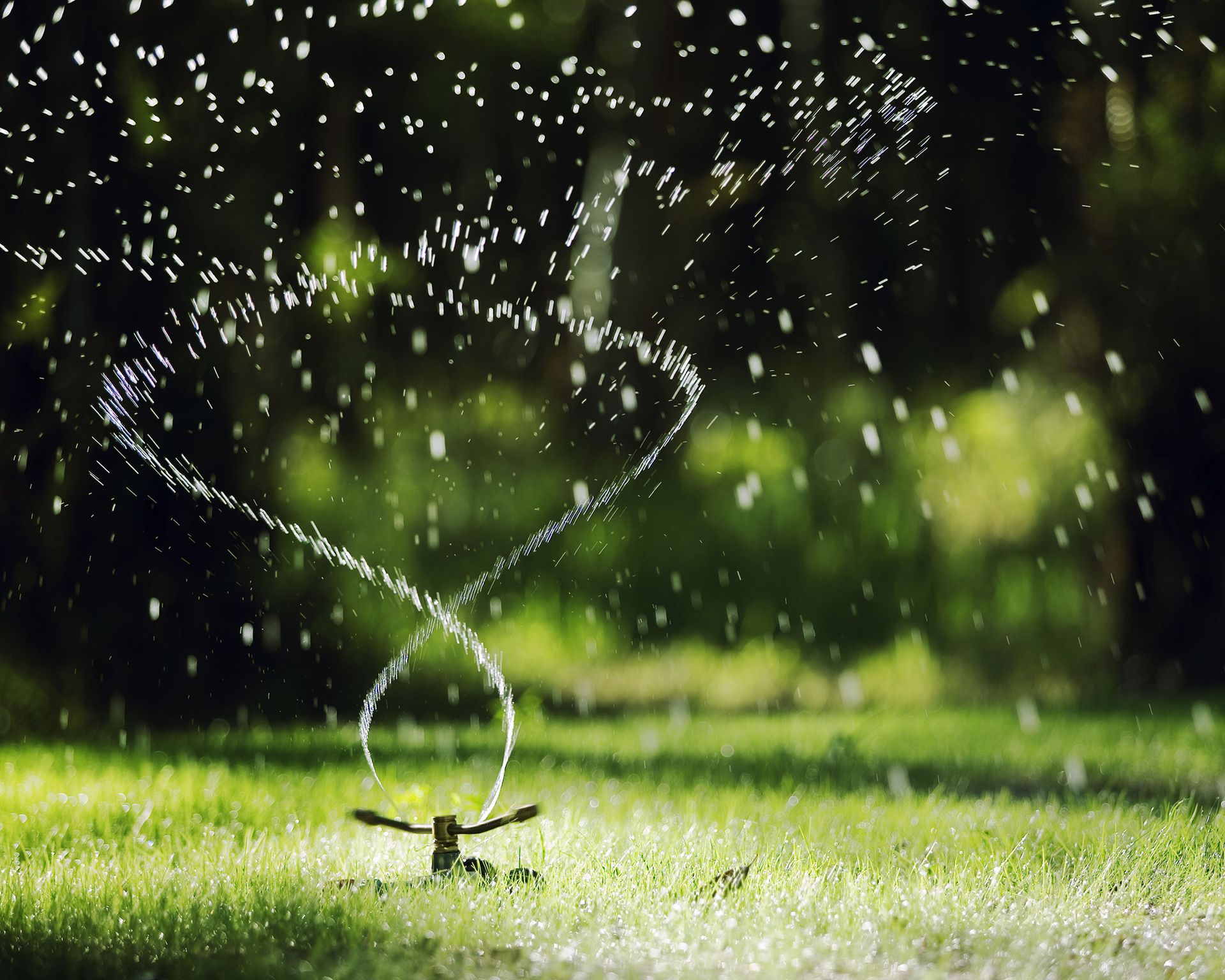 Watering plants: tips on what to do, when to do it, and more | Gardeningetc