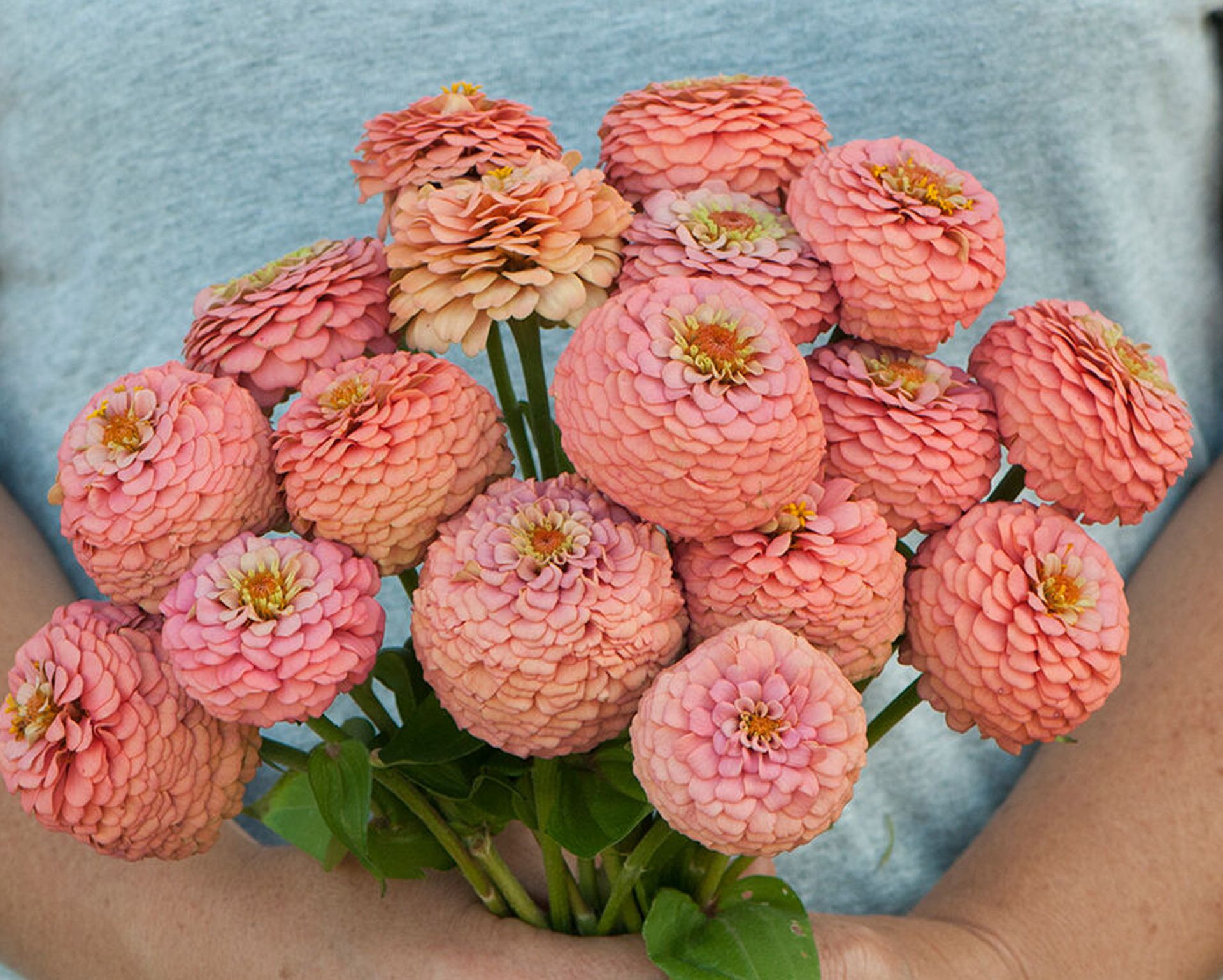 Types of zinnia: 16 uplifting varieties to grow on your plot | Gardeningetc