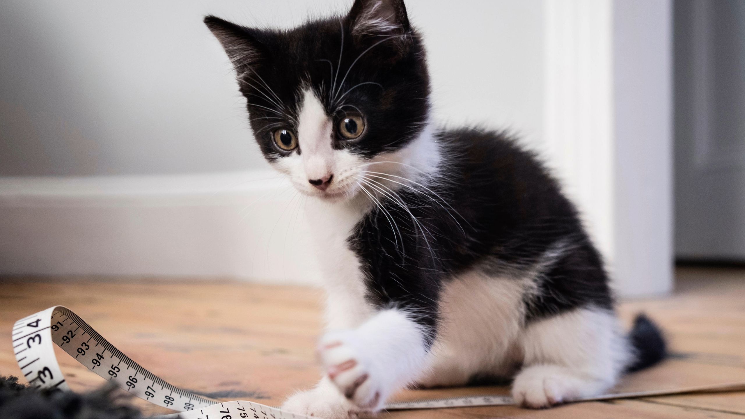 How to measure a cat for a harness | PetsRadar