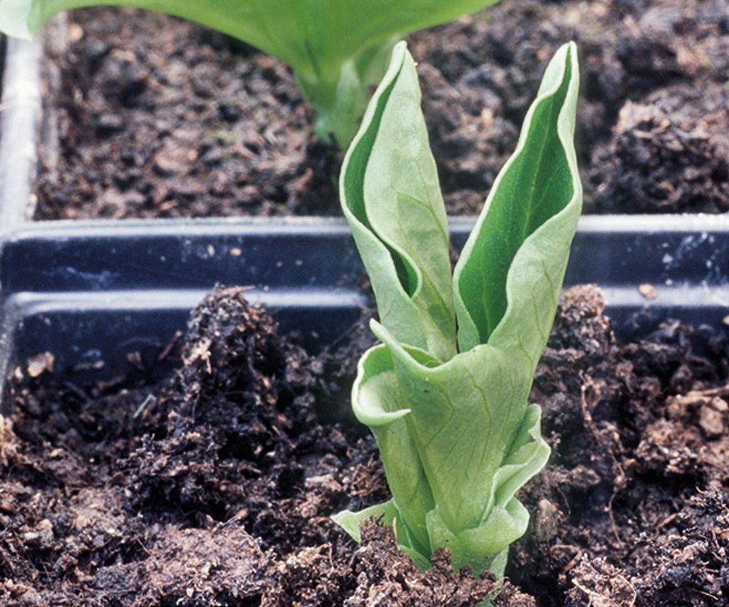 How to plant fava beans: maximize the chance of a tasty crop | Homes ...