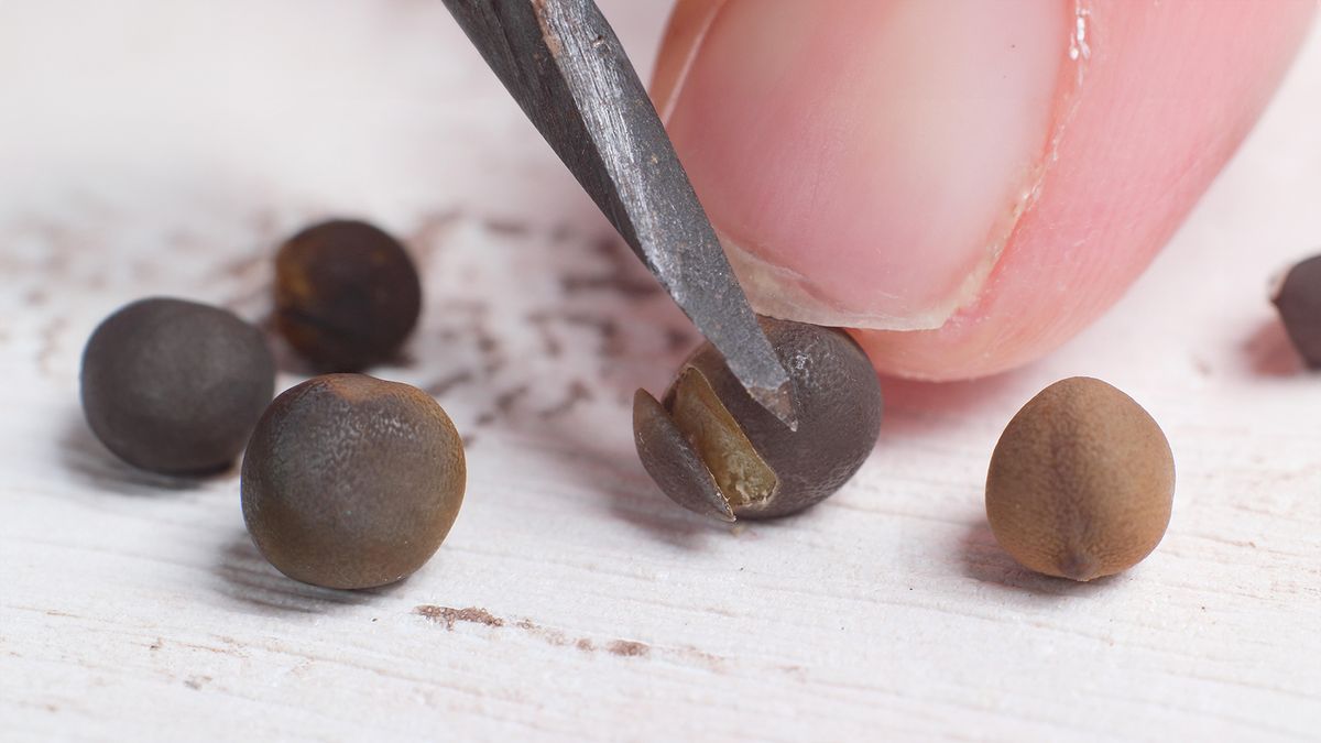 How To Nick Seeds Before Planting To Boost Germination | Gardening Know How