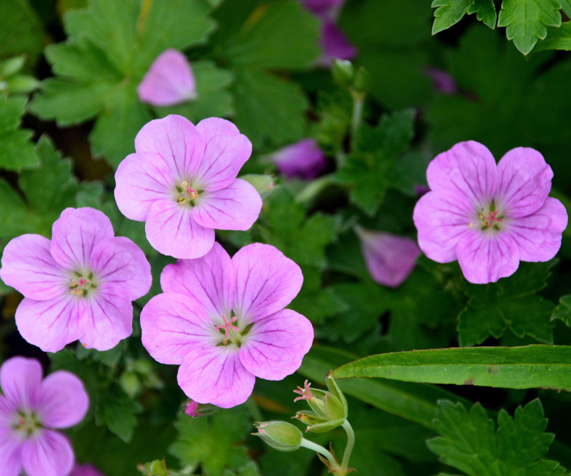 Hardy geranium varieties: 15 cranesbills for every garden | Homes and ...