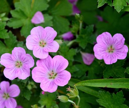 Hardy geranium varieties: 15 cranesbills for every garden | Homes and ...