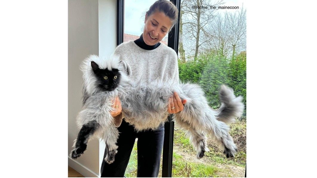 Cat that looks like a lemur raises eyebrows on social media | PetsRadar