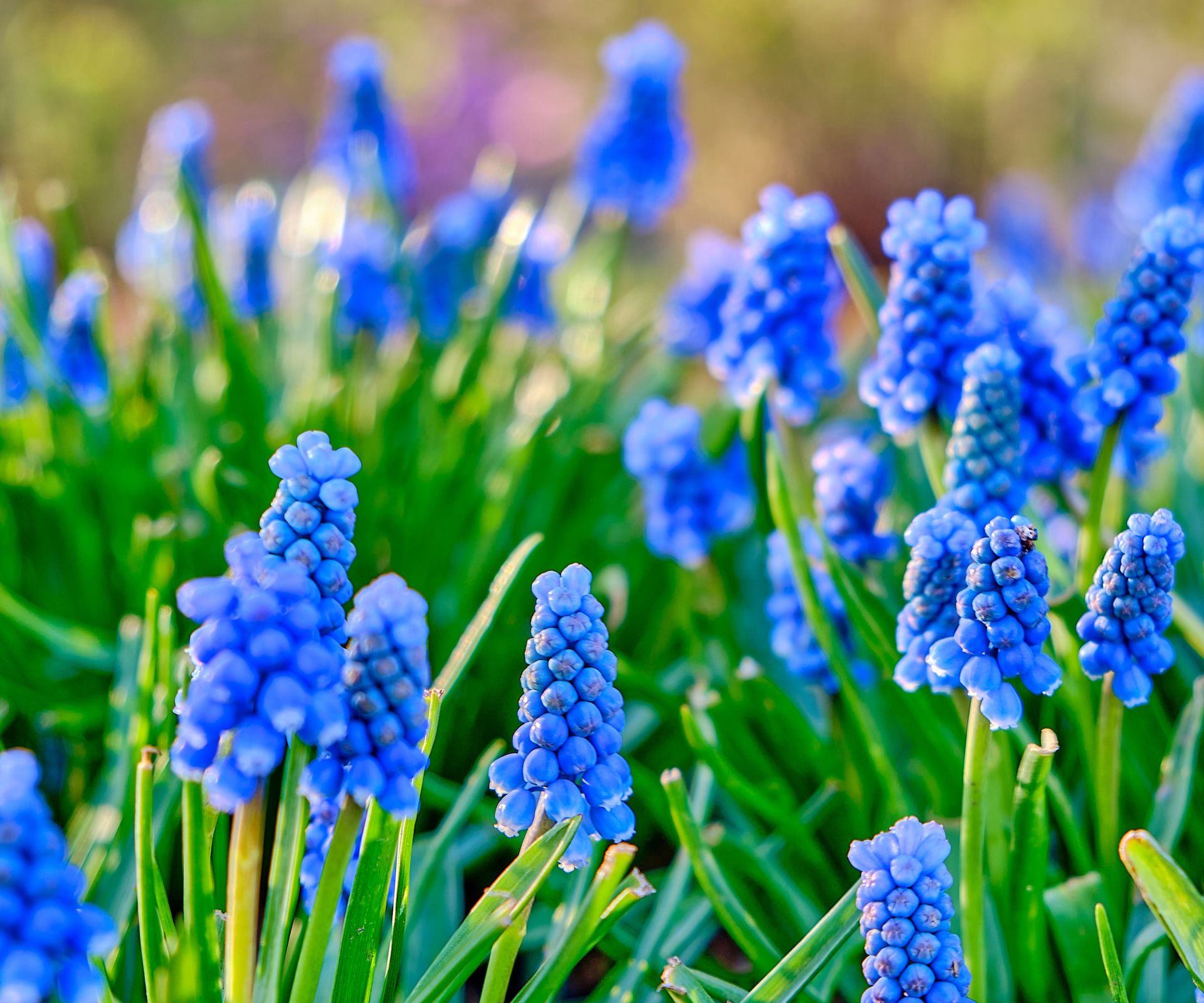 Grow Grape Hyacinths | Tiny Bulbs For Easy Spring Color | Gardening ...