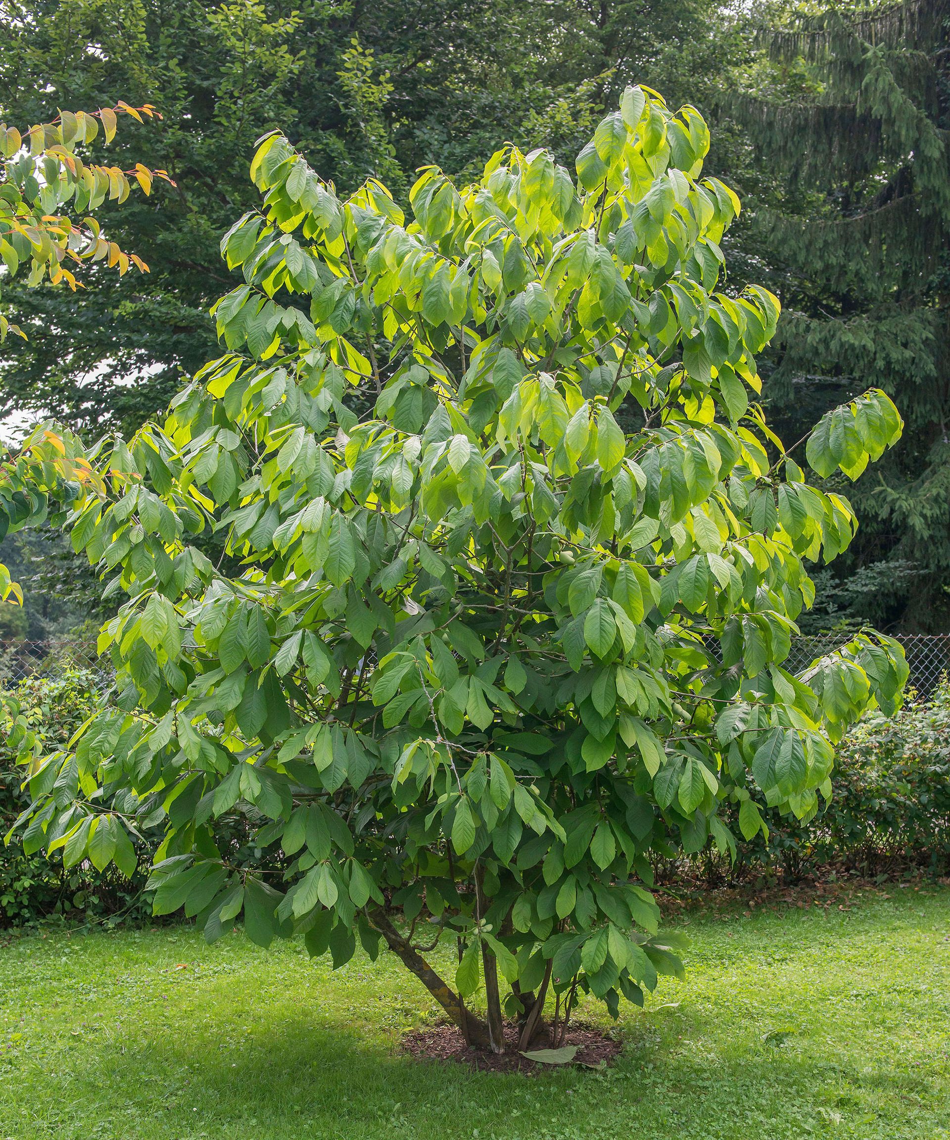 Pawpaw tree care and growing guide –expert tips for success | Homes and ...
